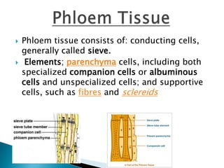 Different types of plant cells | PPTX