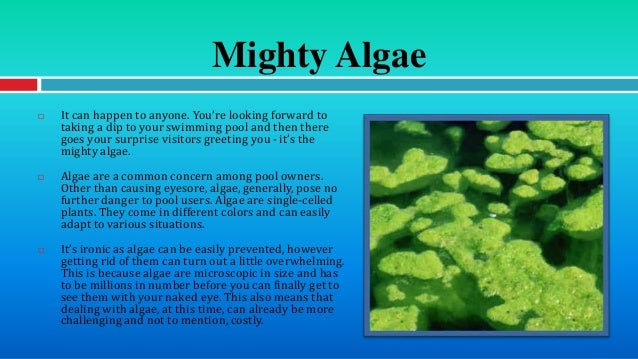Different Types Of Pool Algae And How To Deal With Them