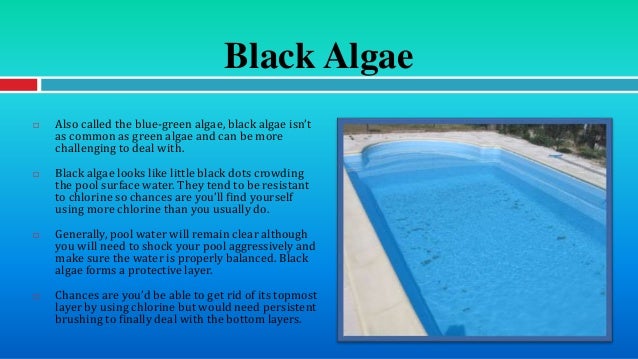 Different Types Of Pool Algae And How To Deal With Them