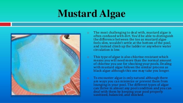 Different Types Of Pool Algae And How To Deal With Them