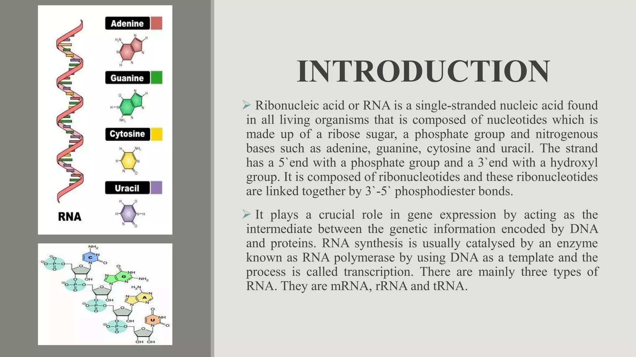 DIFFERENT TYPES OF RNA, THEIR SYNTHESIS AND STRUCTURE.pptx