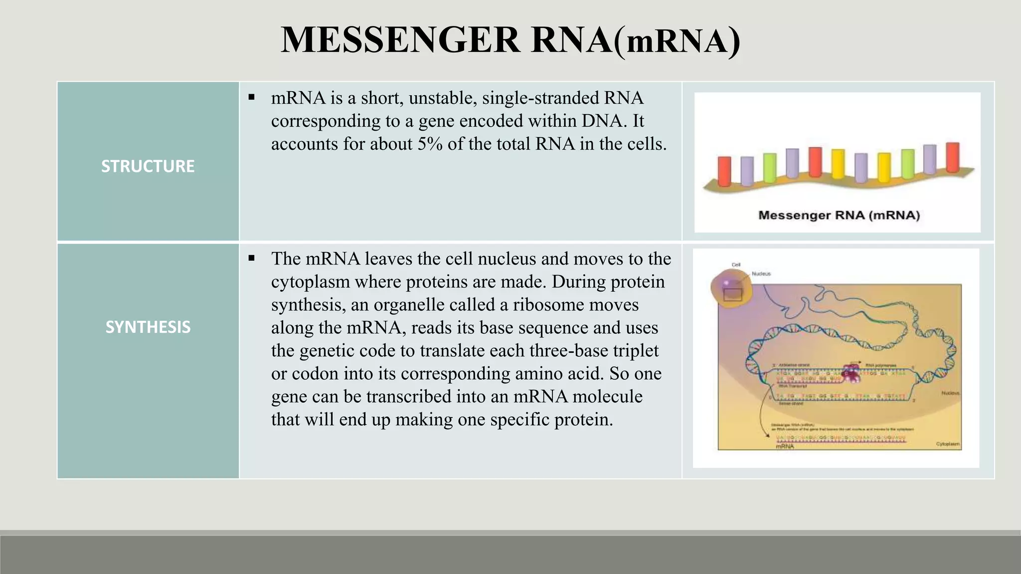DIFFERENT TYPES OF RNA, THEIR SYNTHESIS AND STRUCTURE.pptx