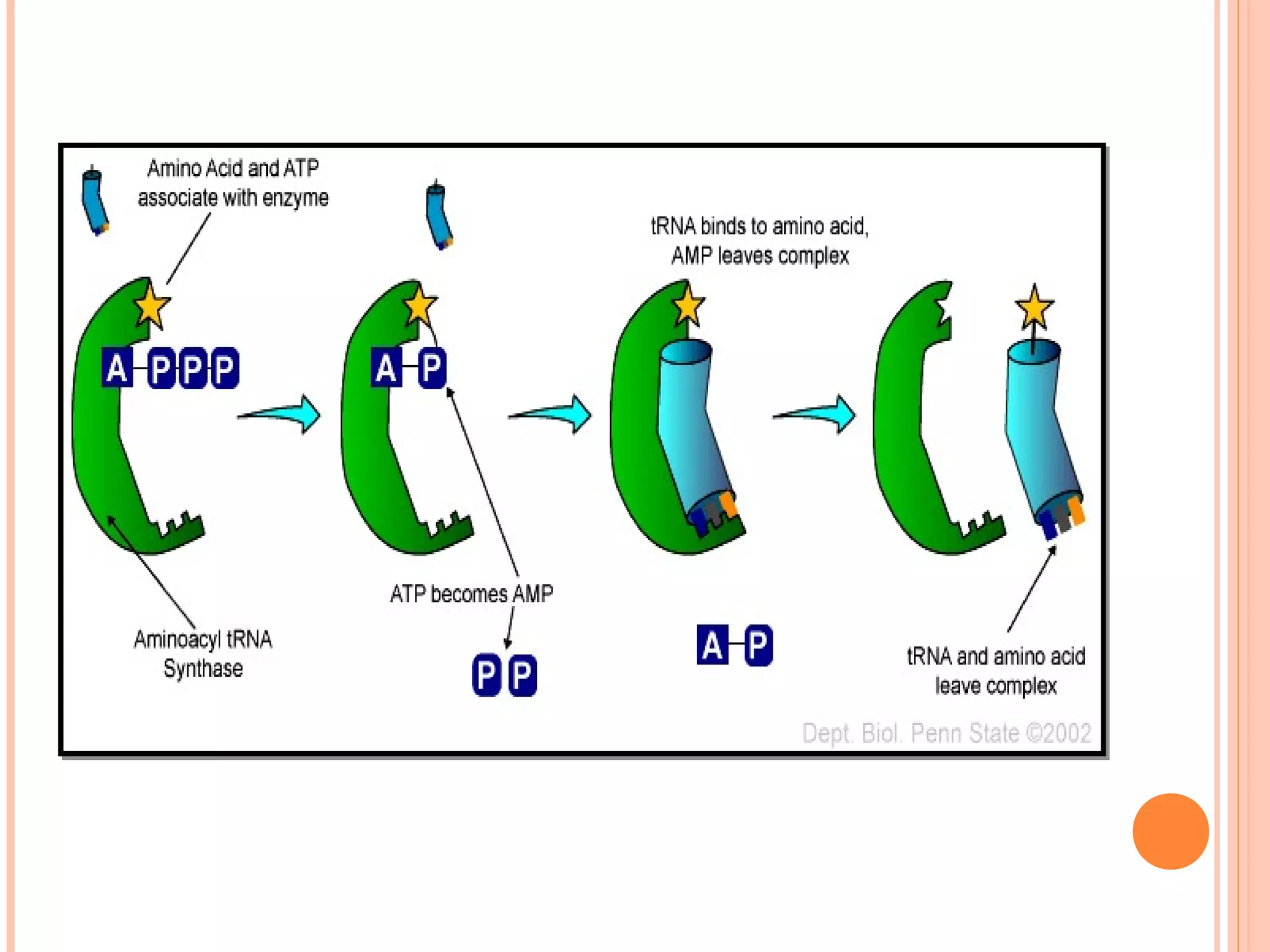 Different types of rna & translation | PPT