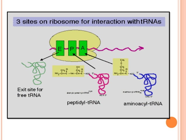 Different types of rna & translation | PPT