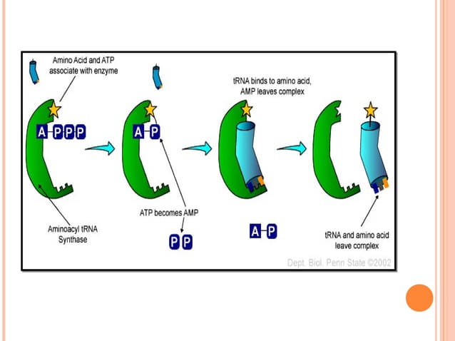Different types of rna & translation | PPT