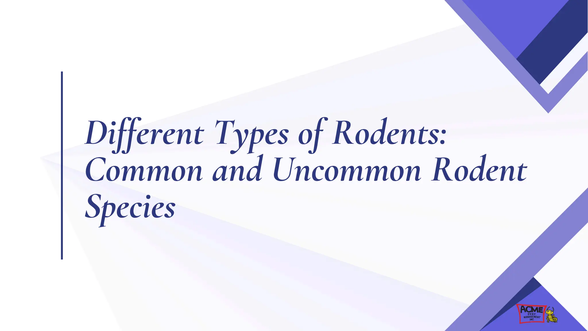 Different Types of Rodents: Common and Uncommon Rodent Species | PDF