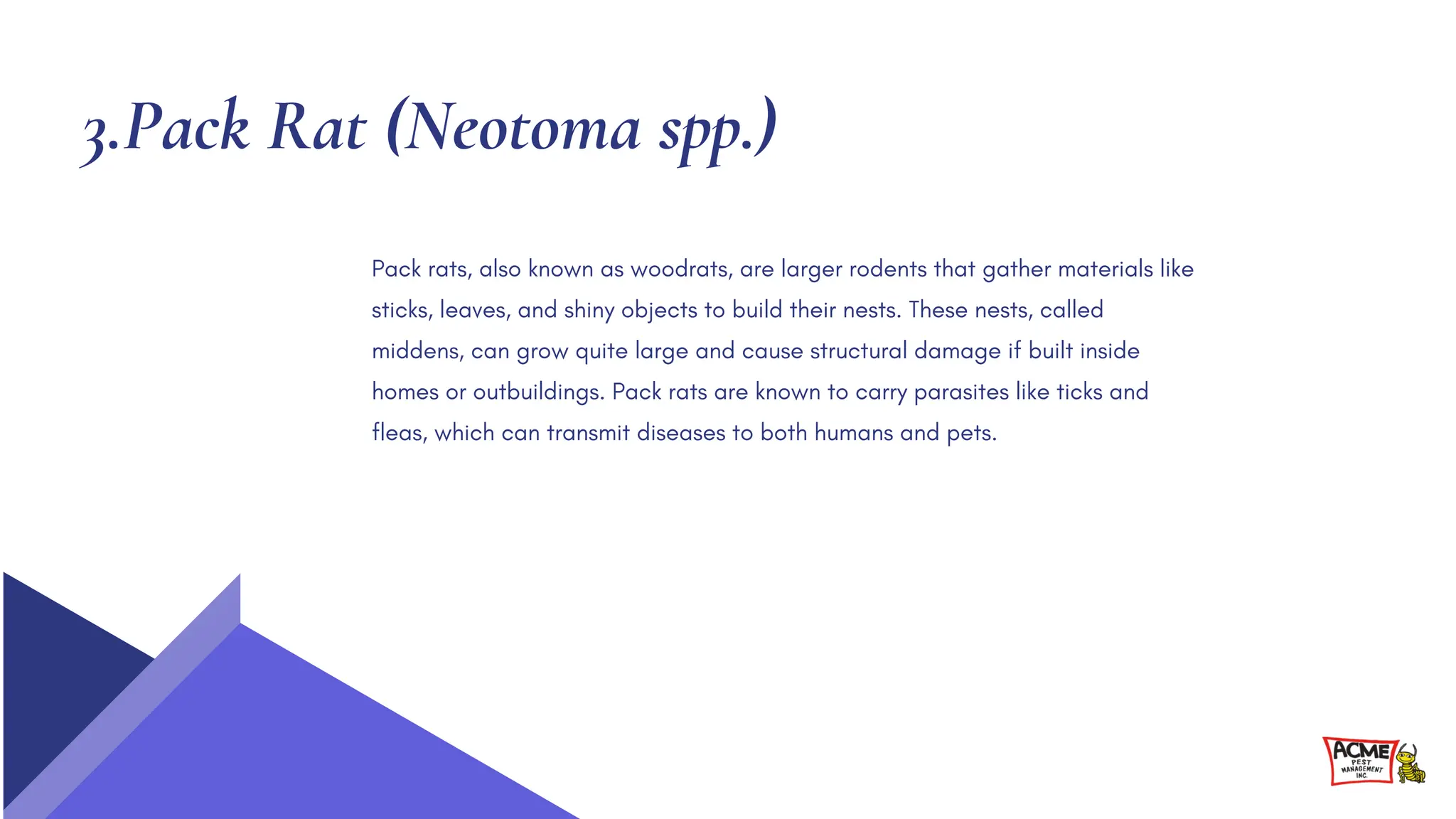 Different Types of Rodents: Common and Uncommon Rodent Species | PDF