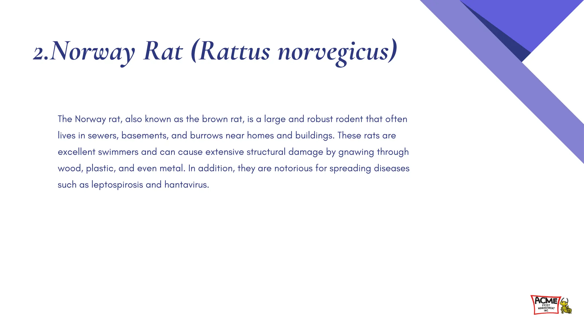 Different Types of Rodents: Common and Uncommon Rodent Species | PDF