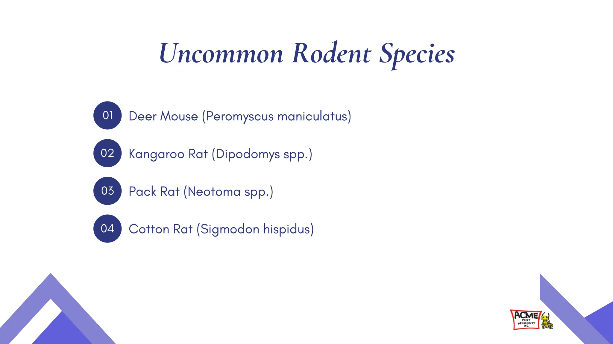Different Types of Rodents: Common and Uncommon Rodent Species | PDF