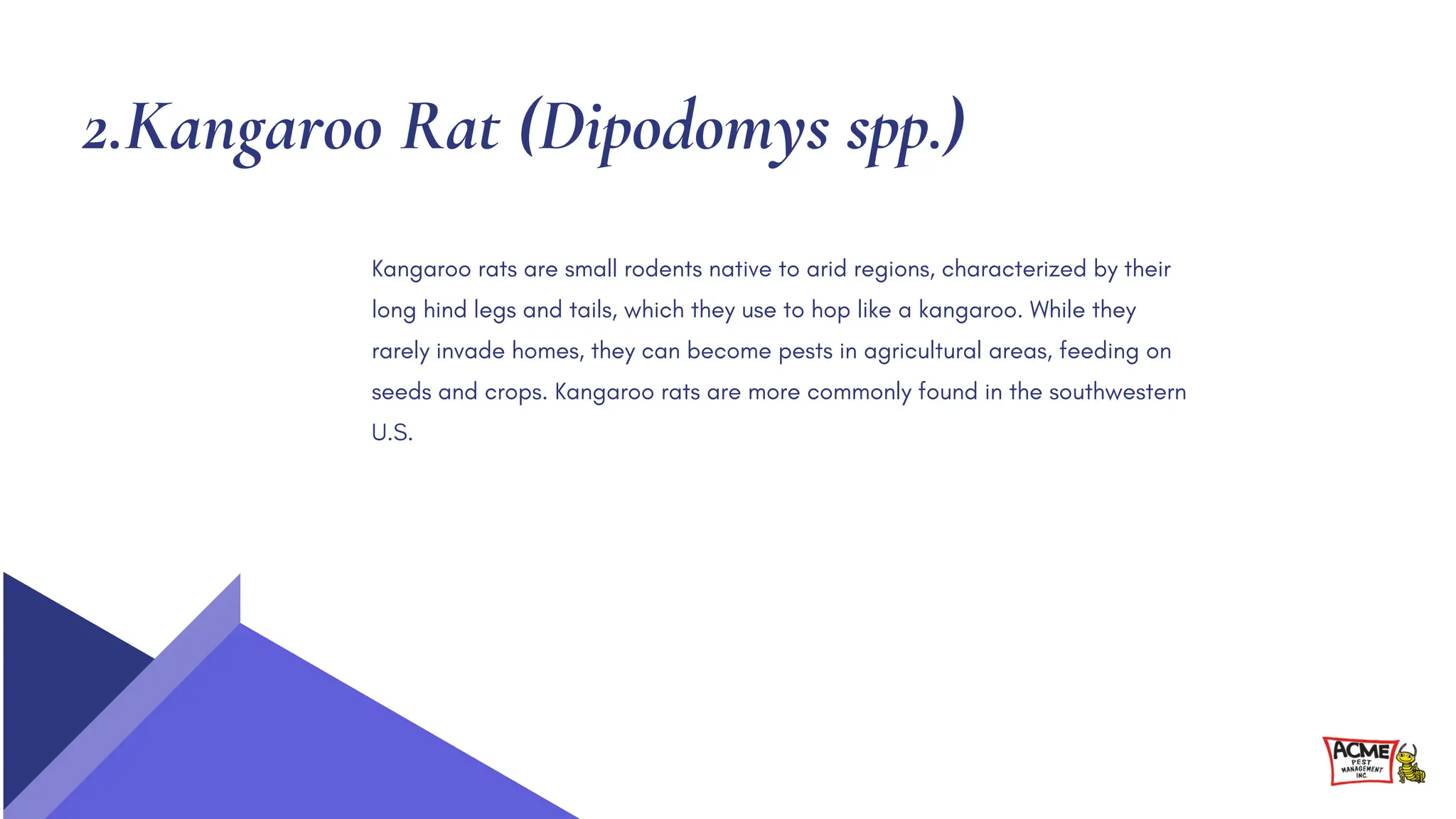 Different Types of Rodents: Common and Uncommon Rodent Species | PDF