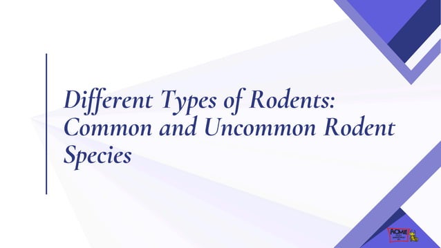Different Types of Rodents: Common and Uncommon Rodent Species | PDF ...