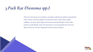 Different Types of Rodents: Common and Uncommon Rodent Species | PDF