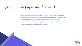 Different Types of Rodents: Common and Uncommon Rodent Species | PDF