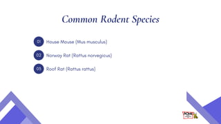 Different Types of Rodents: Common and Uncommon Rodent Species | PDF