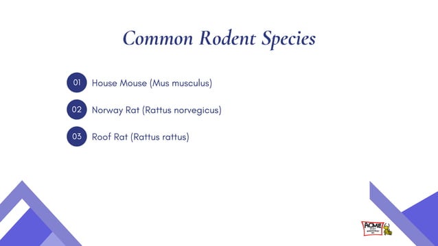 Different Types of Rodents: Common and Uncommon Rodent Species | PDF ...
