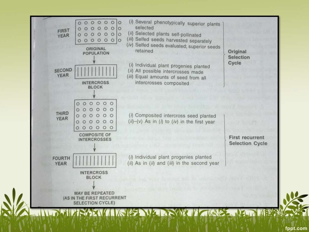 Bulk method pedigree method &line breeding