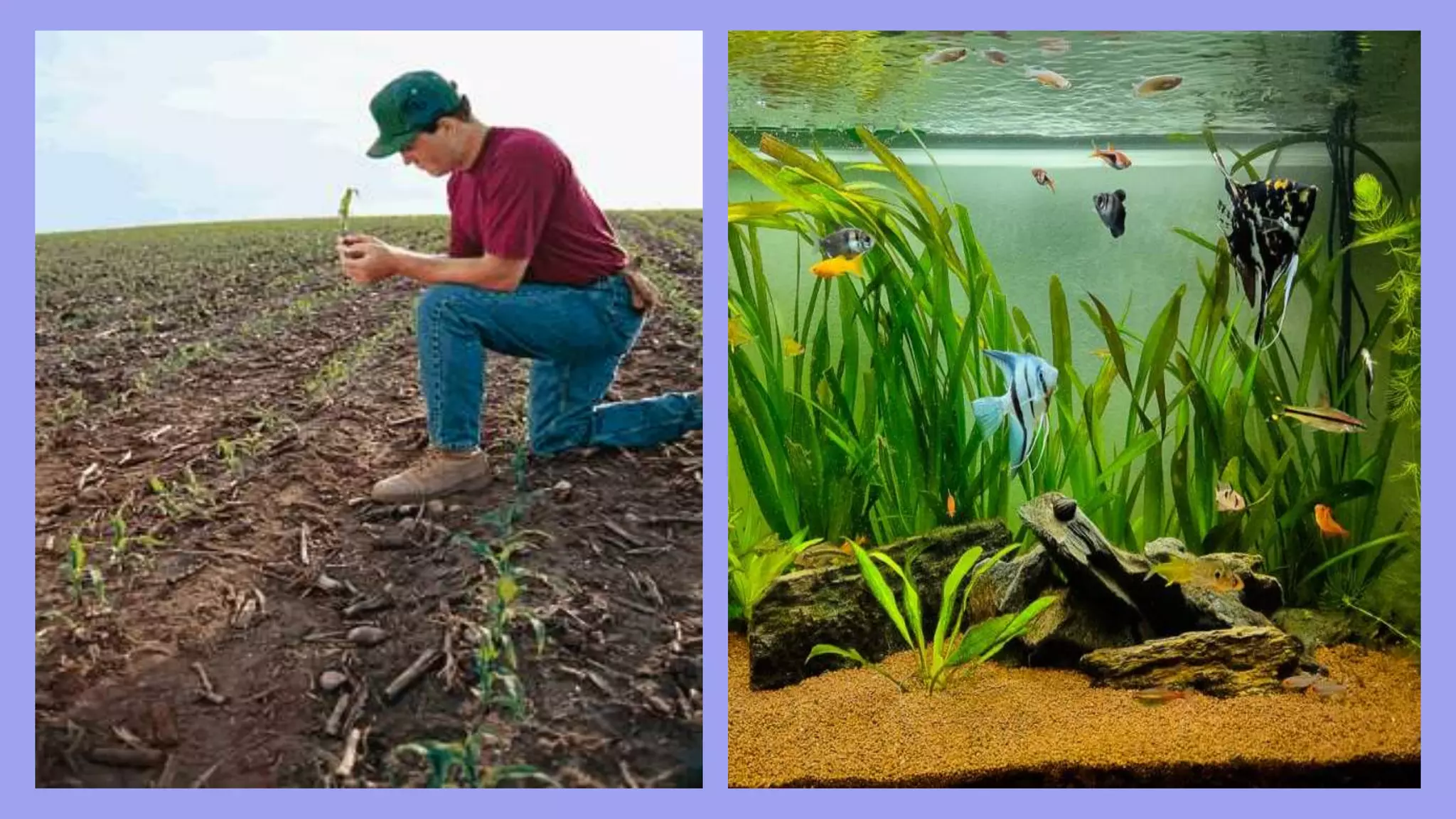 GRADE 4: DIFFERENT TYPES OF SOIL | PPTX