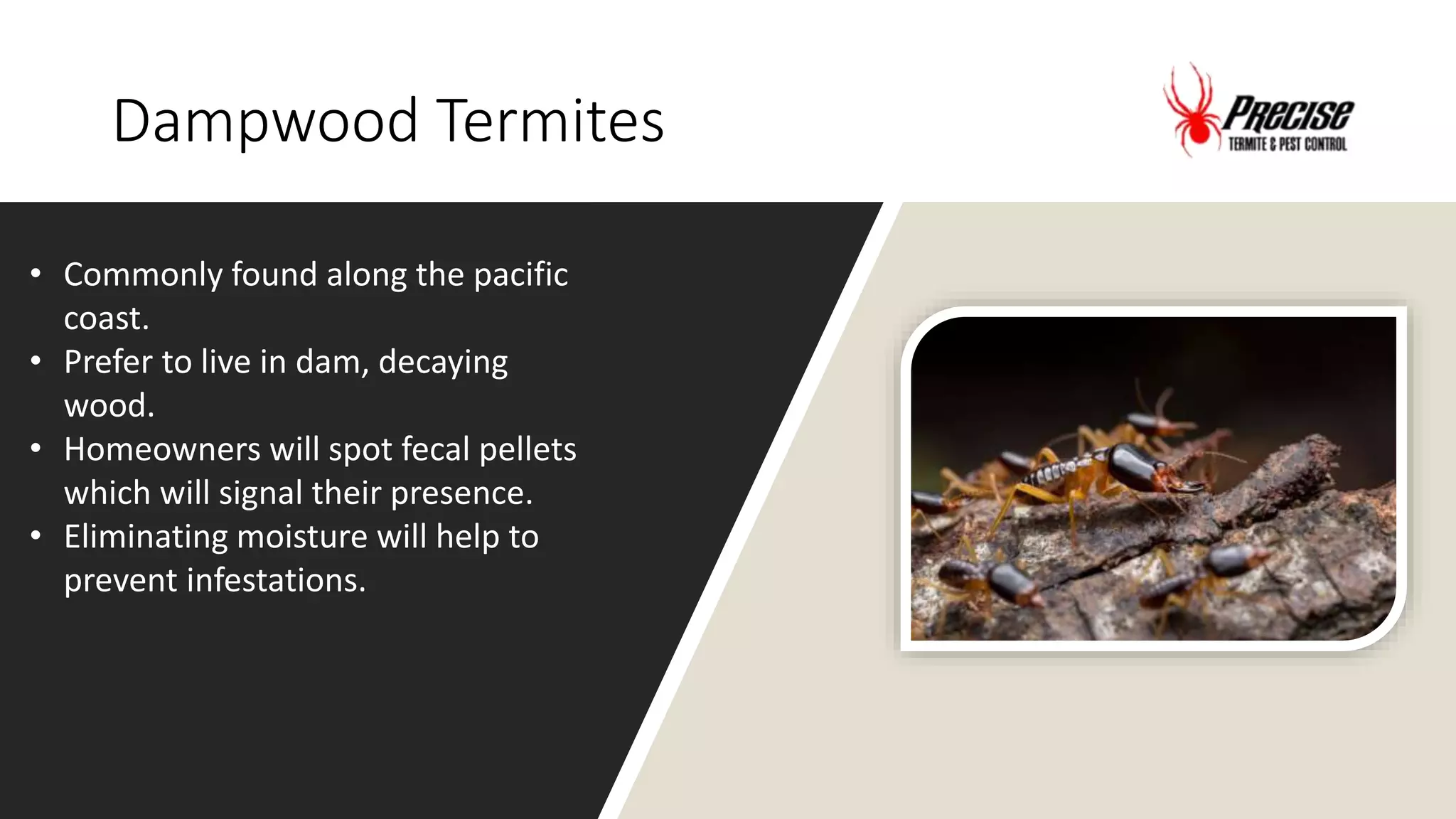 Different types of termites | PPT
