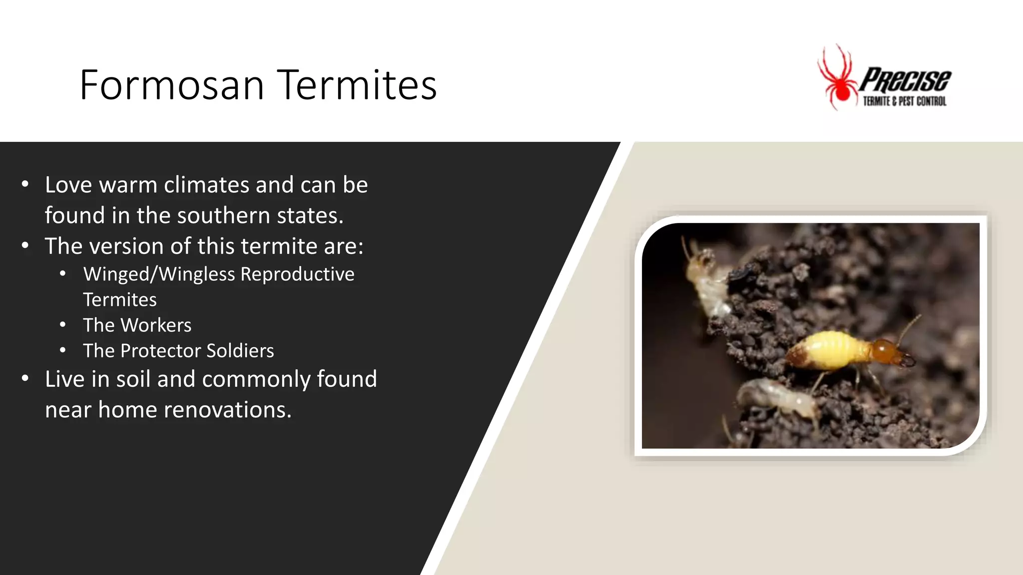 Different types of termites | PPT