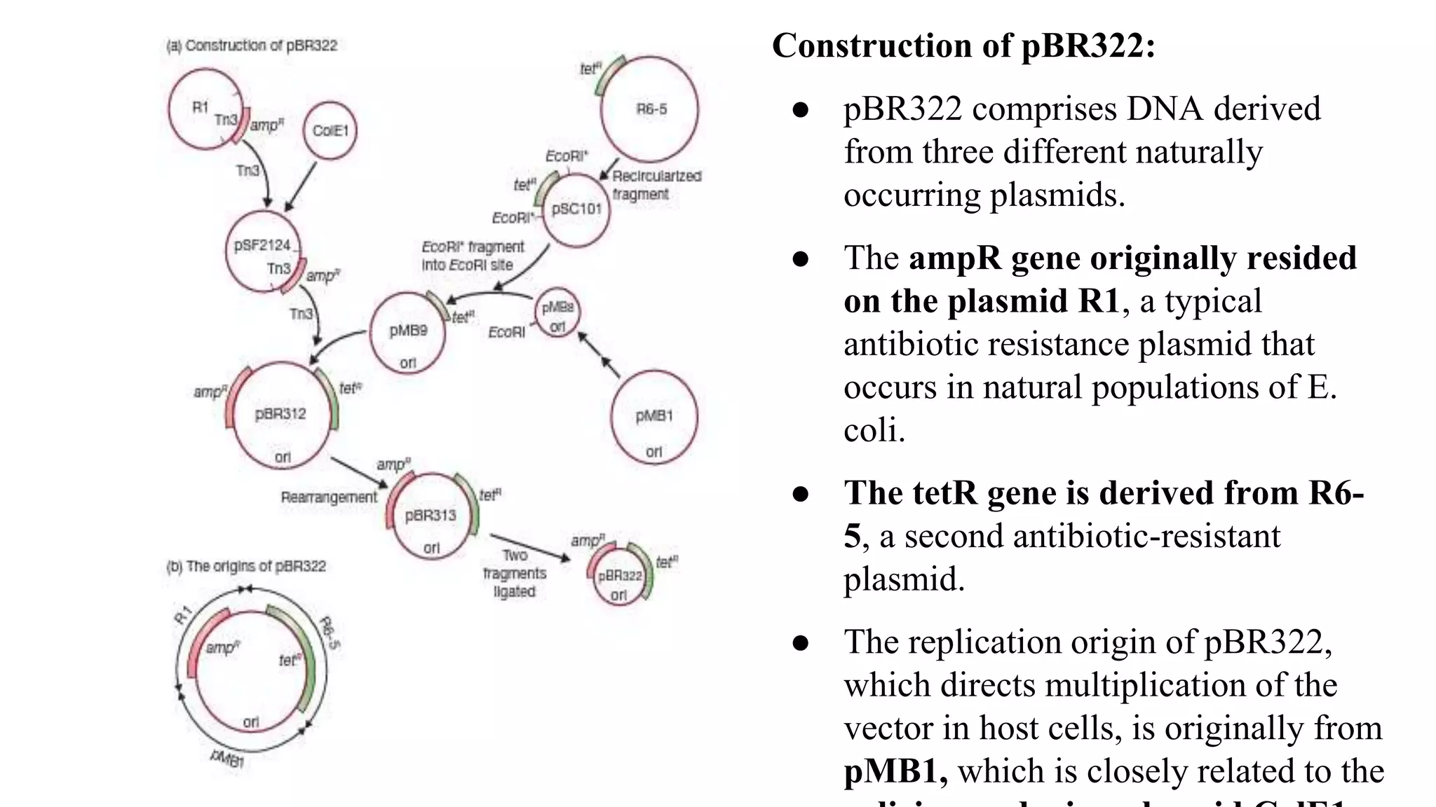 Different types of vectors.pptx