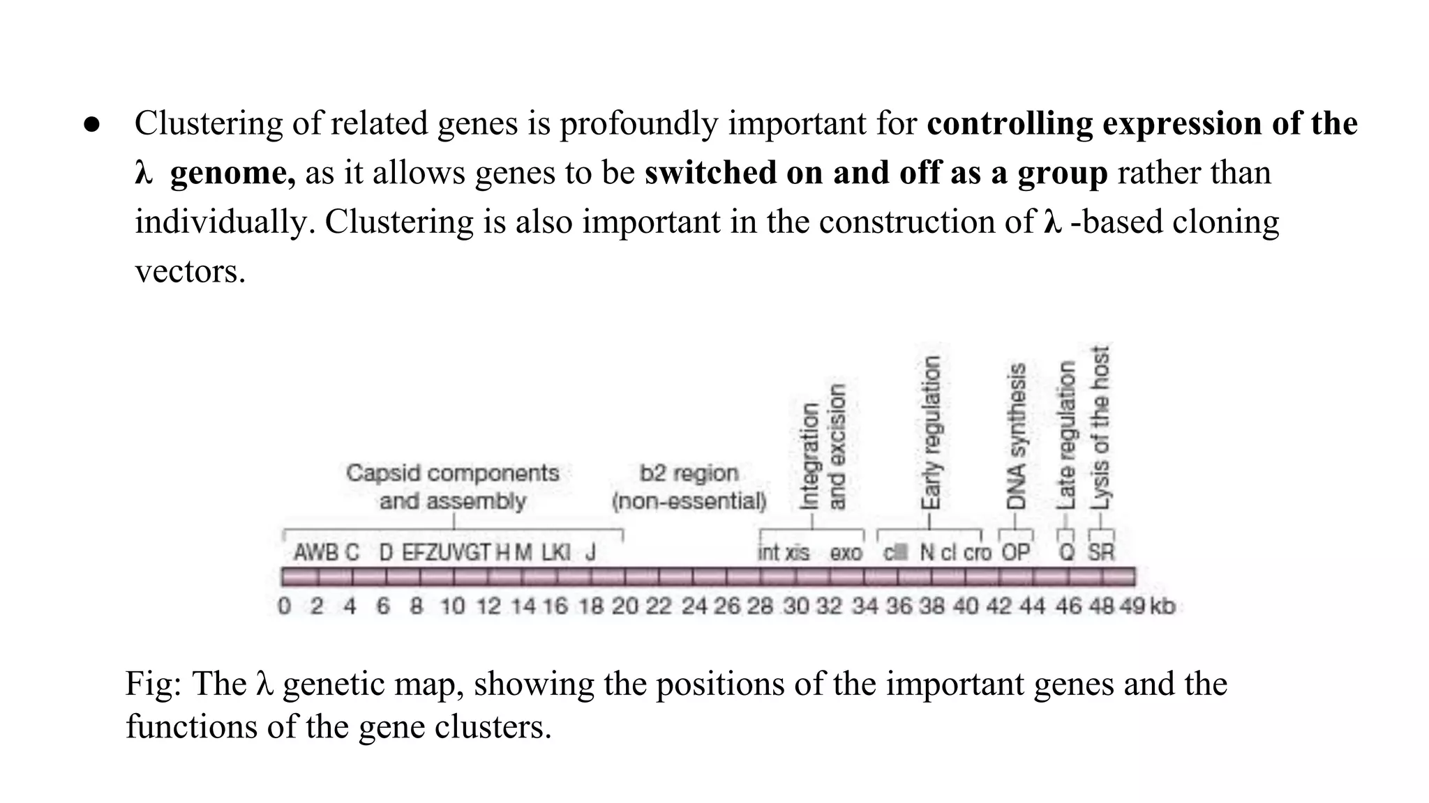 Different types of vectors.pptx