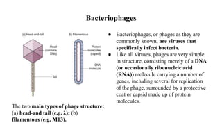 Different types of vectors.pptx