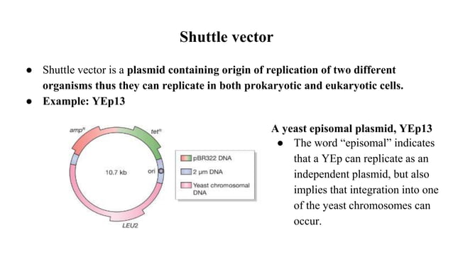 Different types of vectors.pptx