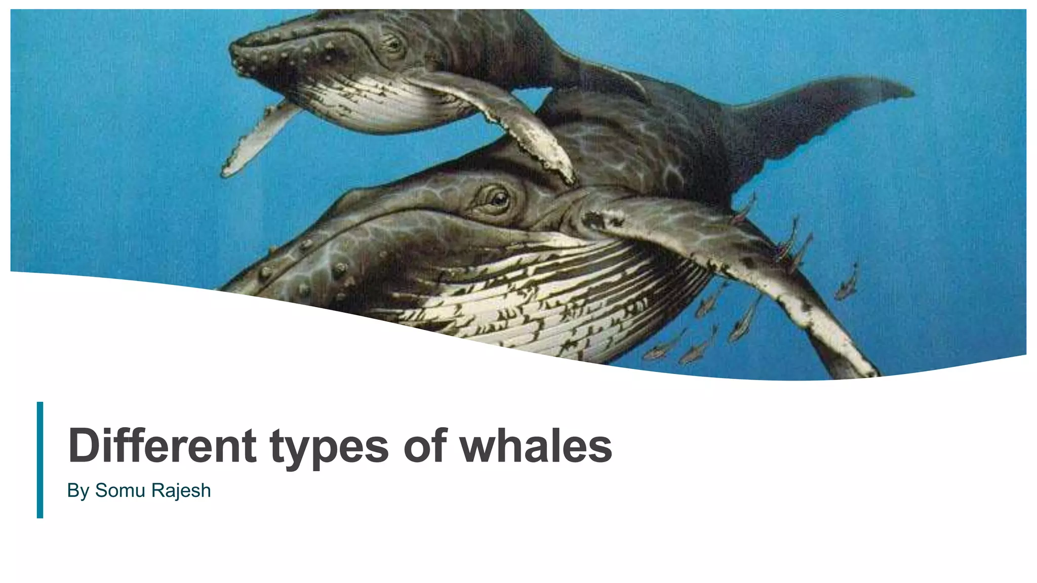 Different types of whales | PPTX