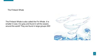 Different types of whales | PPTX