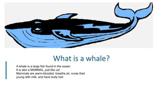 Different types of whales | PPTX