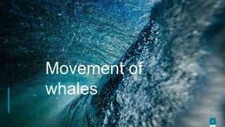 Different types of whales | PPTX