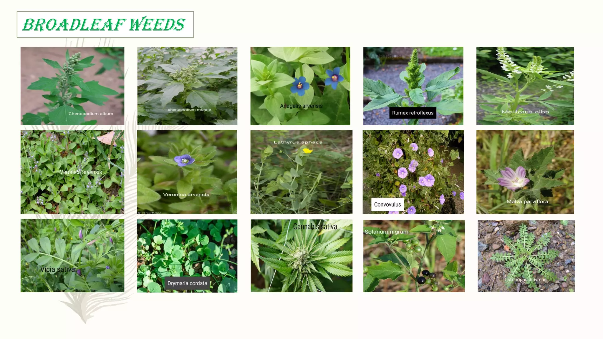 Different weeds found on wheat field and other crops. | PDF