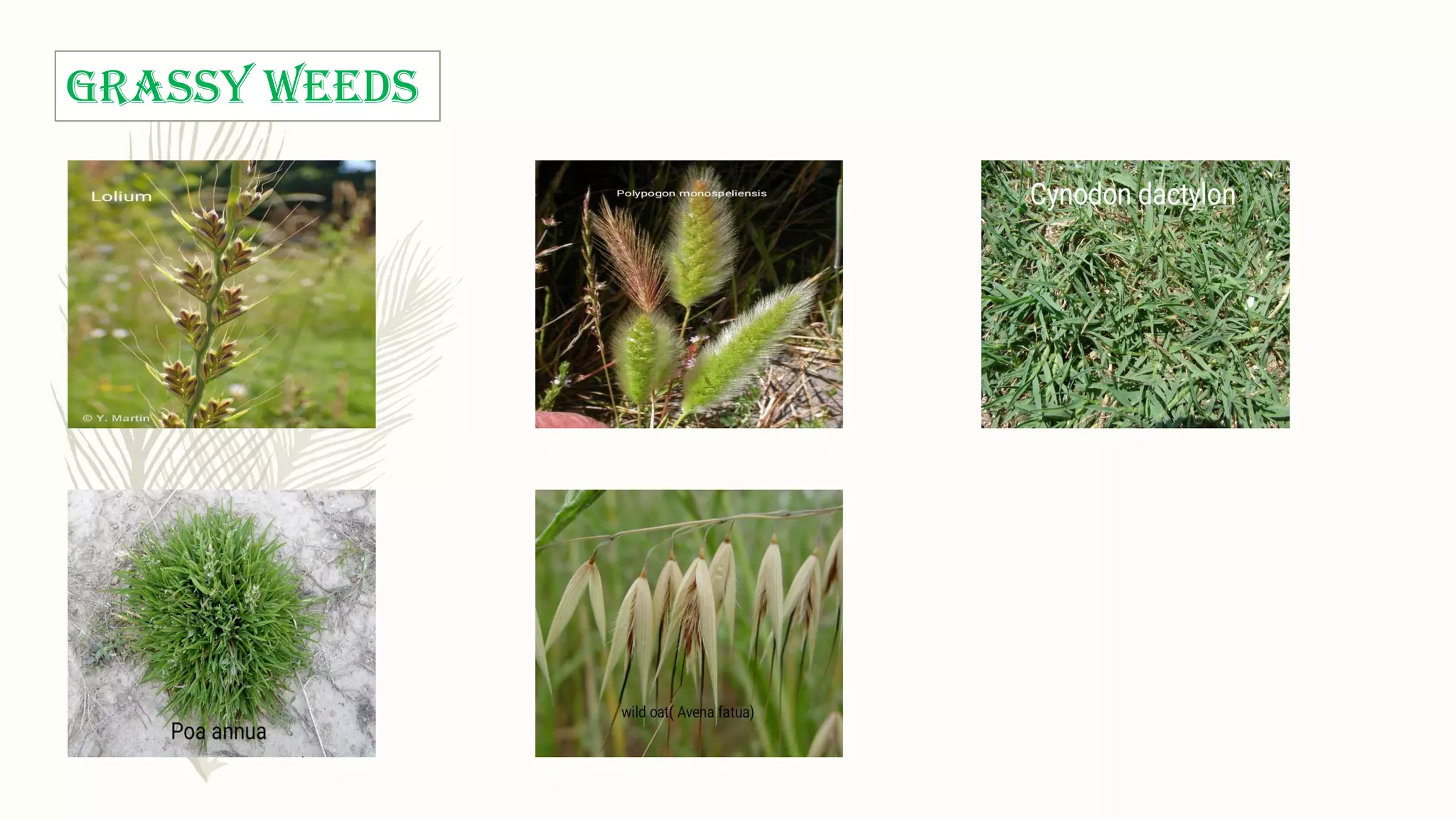 Different weeds found on wheat field and other crops. | PDF
