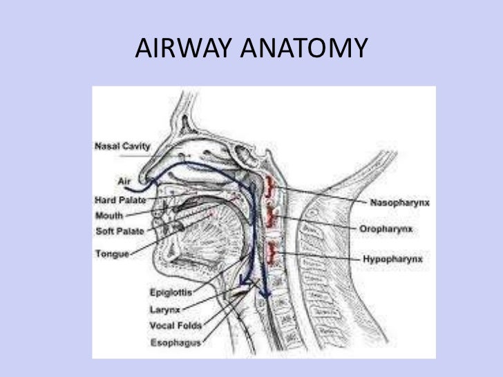 Upper Airway Anatomy Intubation