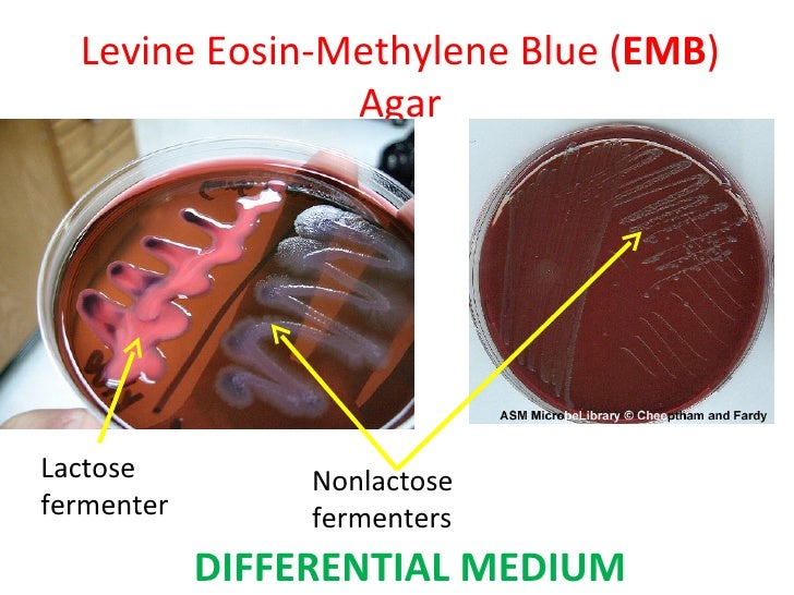 Levine Eosin Methylene Blue Agar Levine Emb Agar