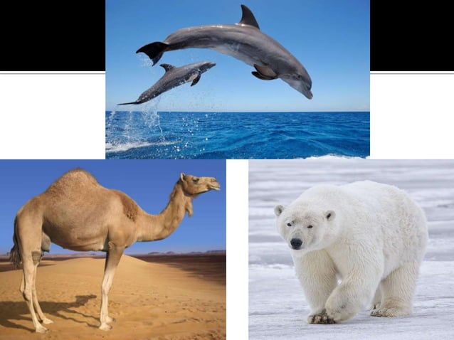 Diffrent types-of-ecosystem-4kl | PPTX