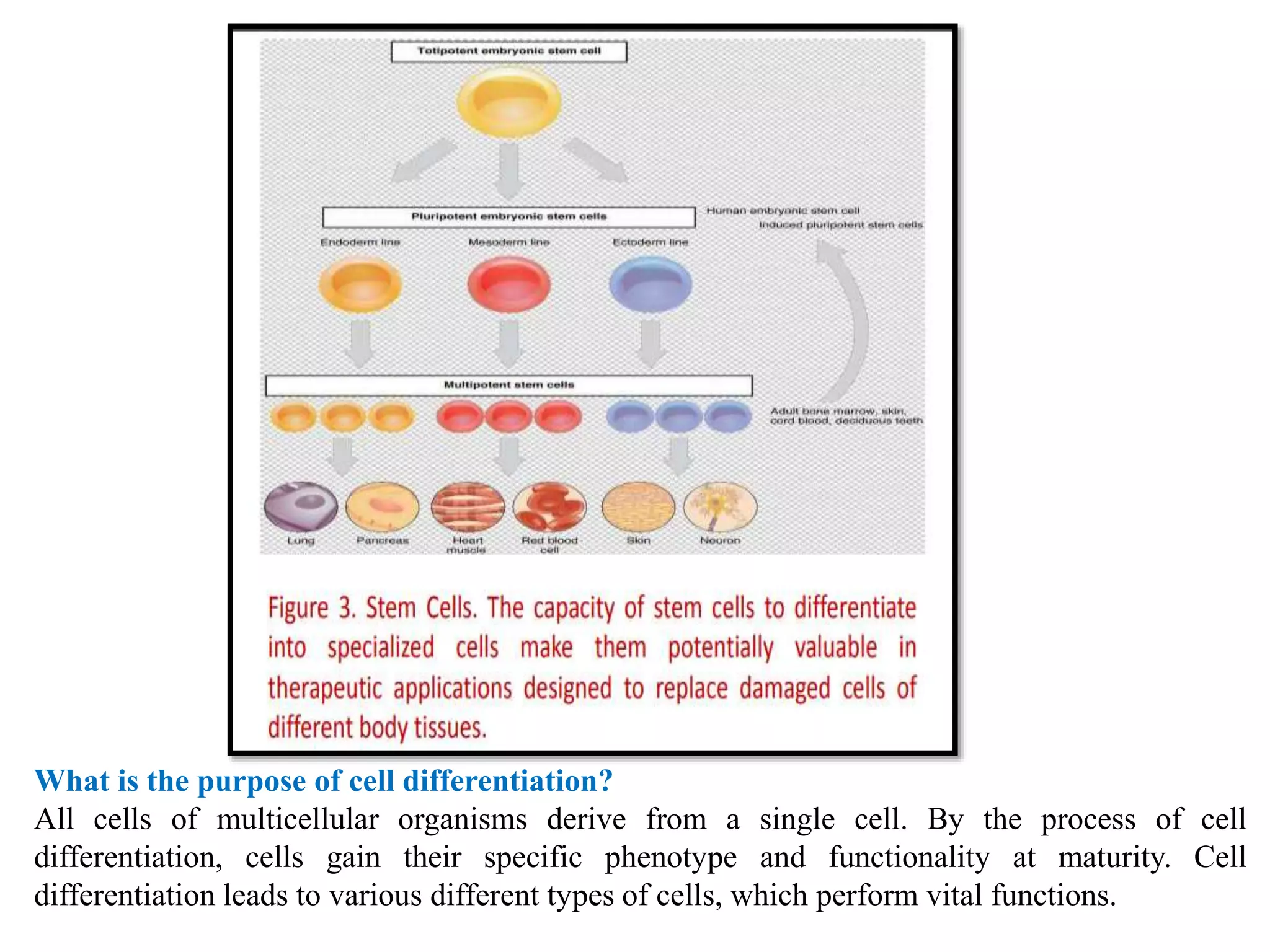 Diffrentiation,Cell diffrentiation,Types of differentiation,Mechanism ...