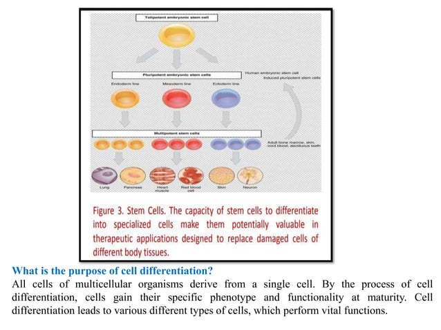 Diffrentiation,Cell diffrentiation,Types of differentiation,Mechanism ...