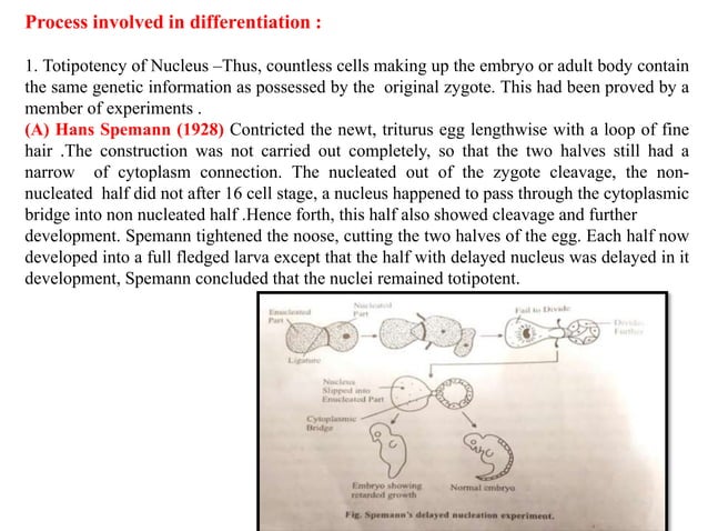 Diffrentiation,Cell diffrentiation,Types of differentiation,Mechanism ...