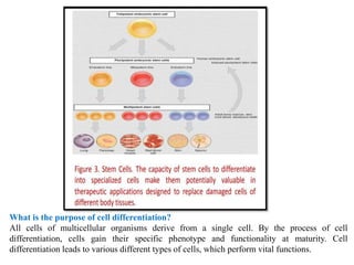 Cell Differentiation Process