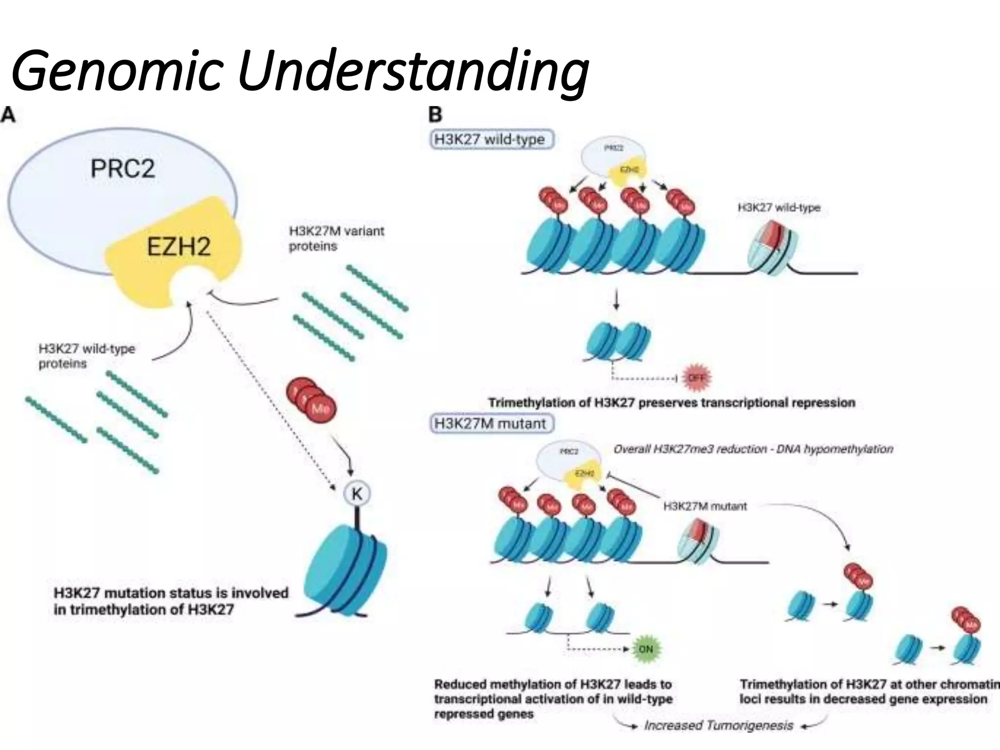 Diffuse Midline Gliomas/ Diffuse Pontine Gliomas.pptx