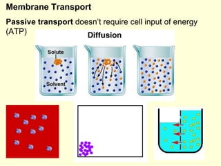 Diffusion | PPT