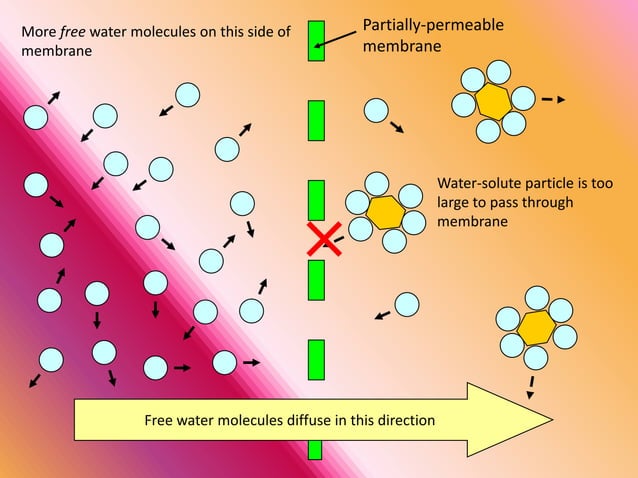 Diffusion | PPTX | Chemistry | Science