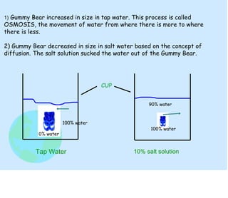 Gummy Bears and Osmosis | PPT