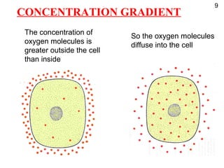 Diffusion | PPT