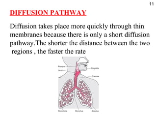 Diffusion | PPT