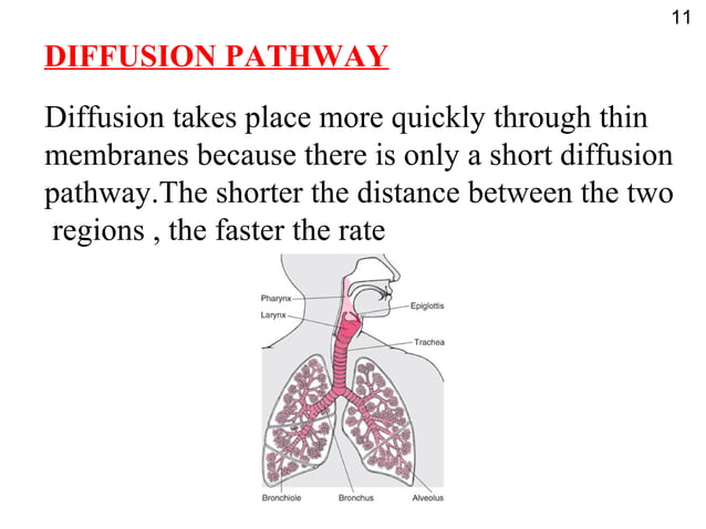Diffusion | PPT