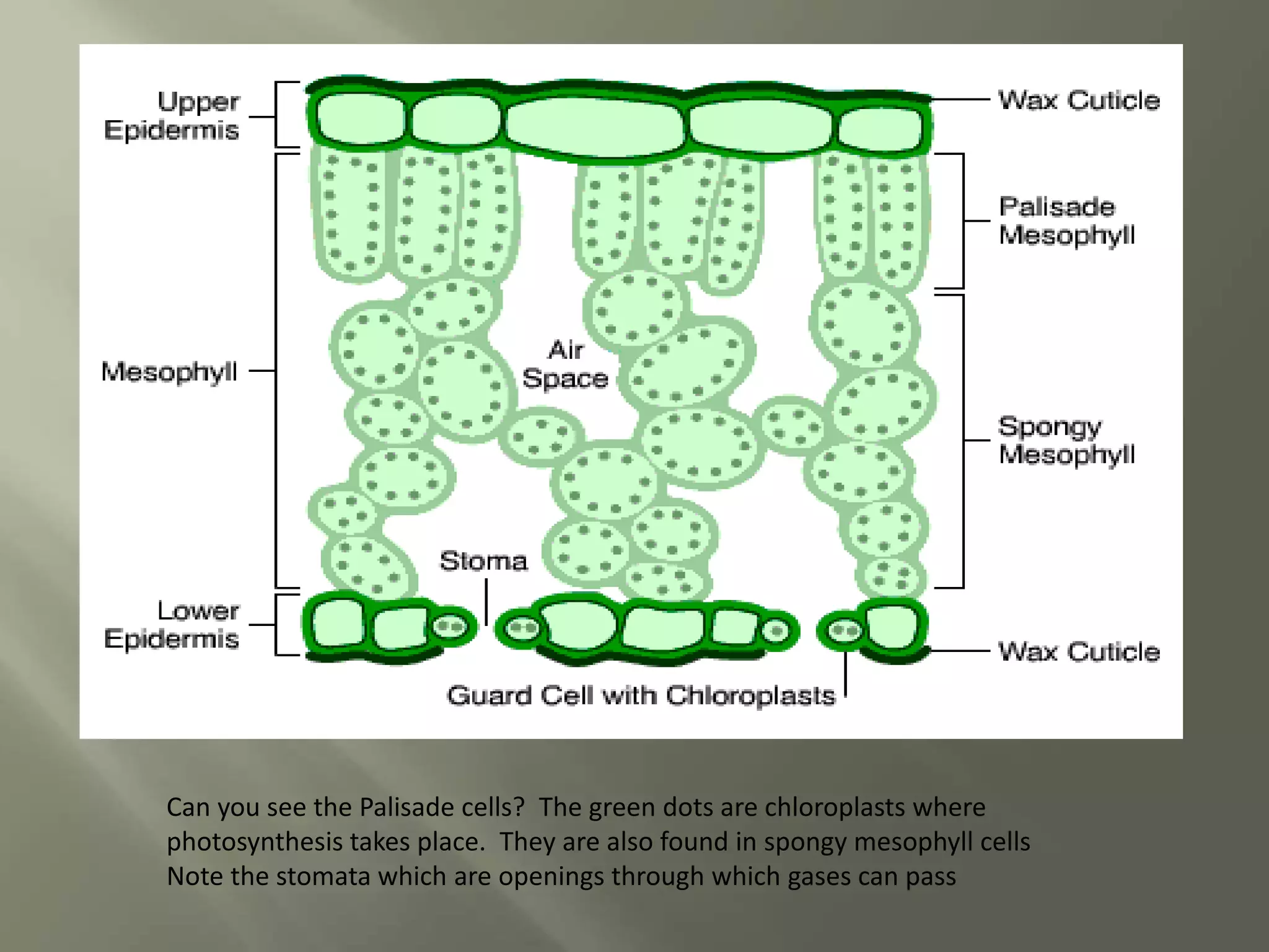 Diffusion | PPTX