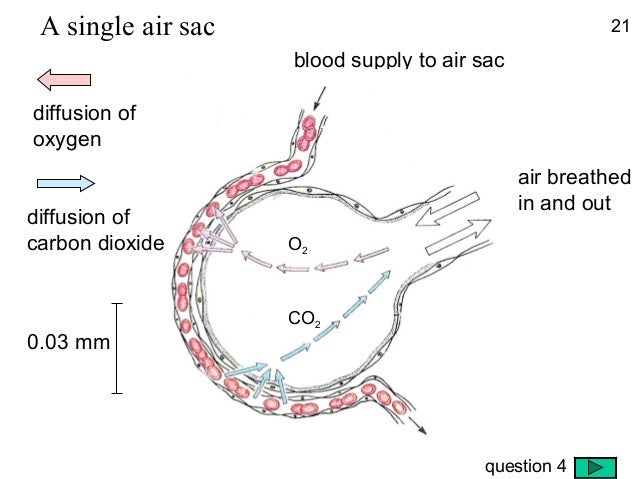 Biology Diffusion