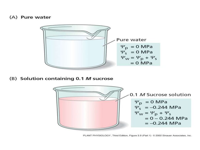 Diffusion.pptx | Chemistry | Science